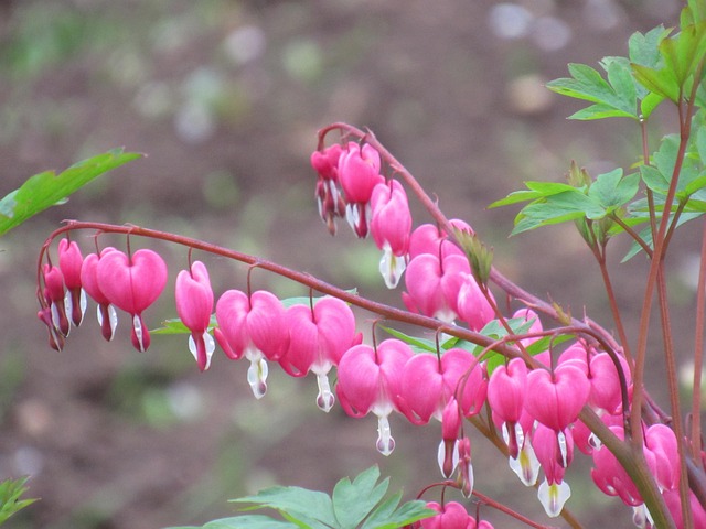 Plants Landscape Flower - Free photo on Pixabay - Pixabay