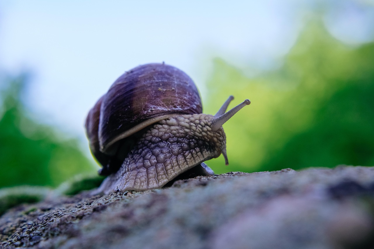 Snail Shell Mollusk - Free photo on Pixabay