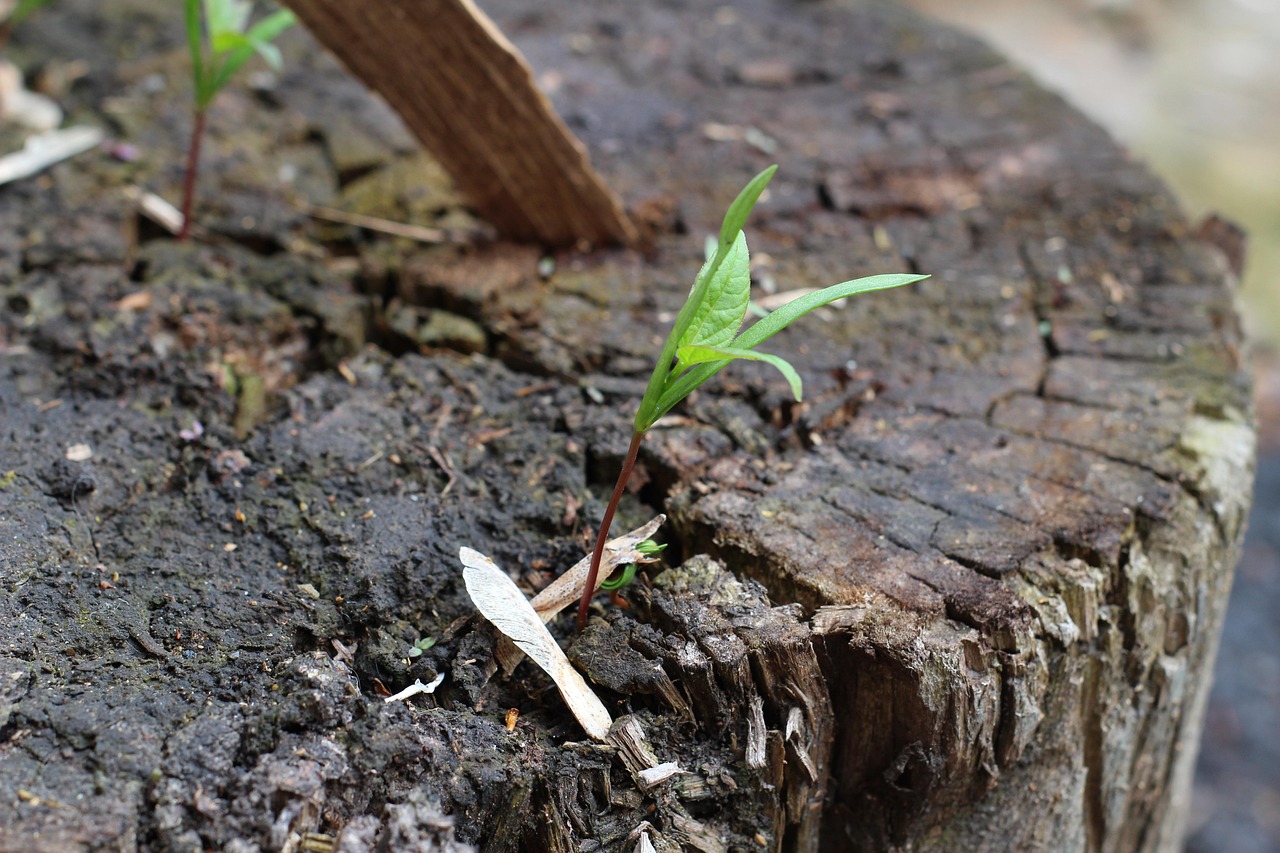 10,000+ Free Uncanny Valley & Nature Images - Pixabay