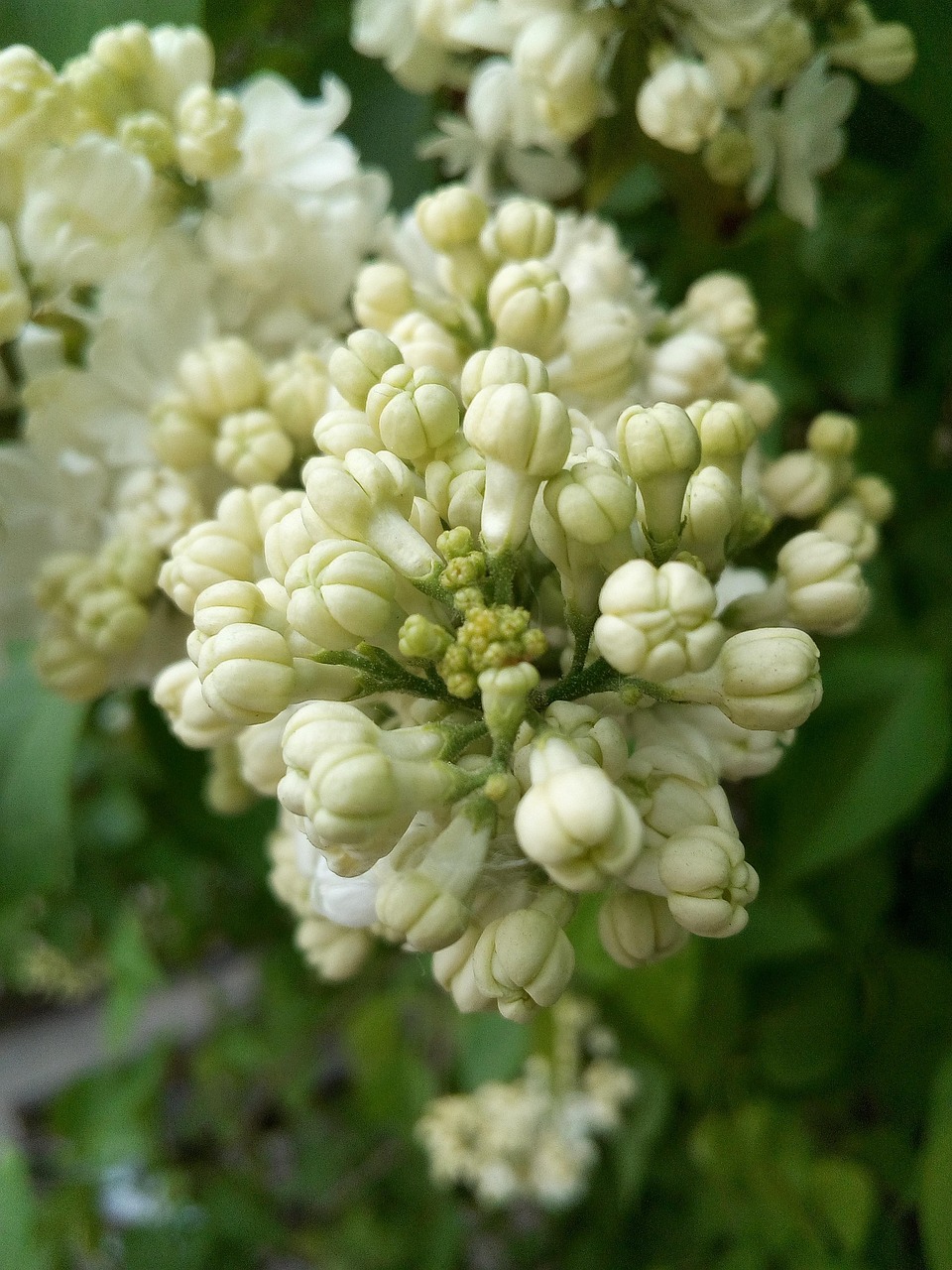 Fleurs Botanique Macro Lilas - Photo gratuite sur Pixabay - Pixabay