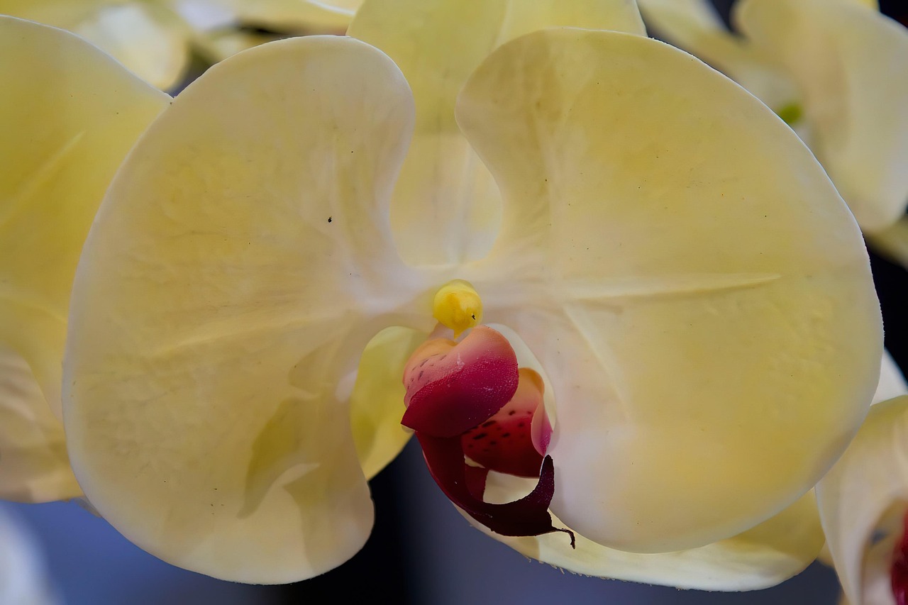 Orchidée Fleur Pétales Jardin De - Photo gratuite sur Pixabay - Pixabay