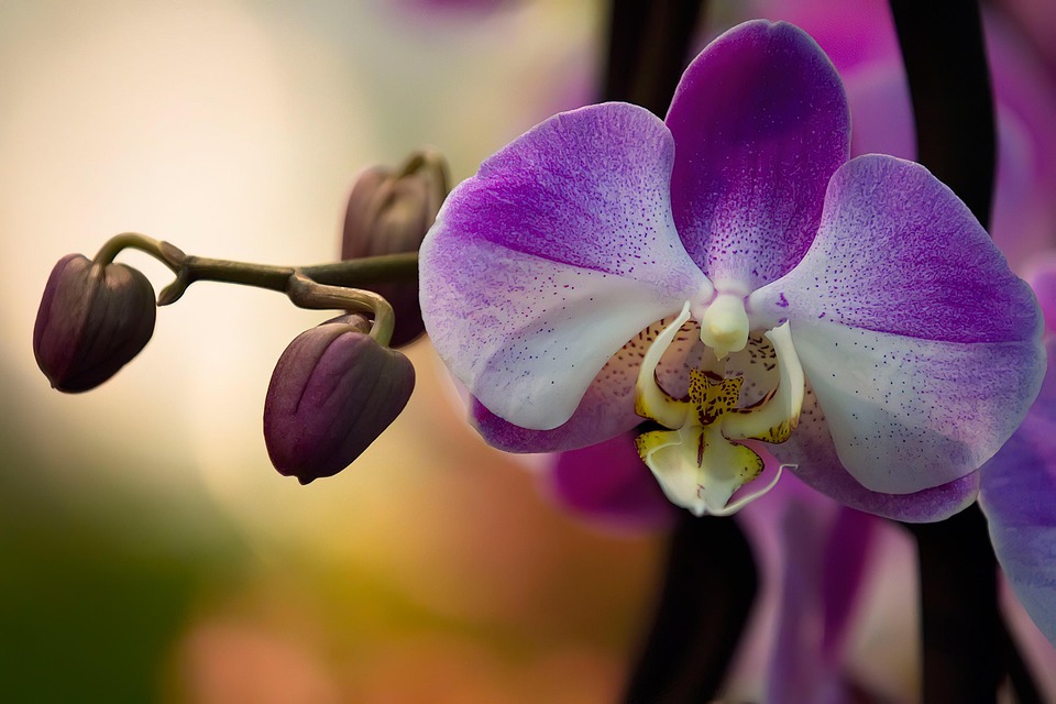 Flower Orchid Petals - Free photo on Pixabay - Pixabay