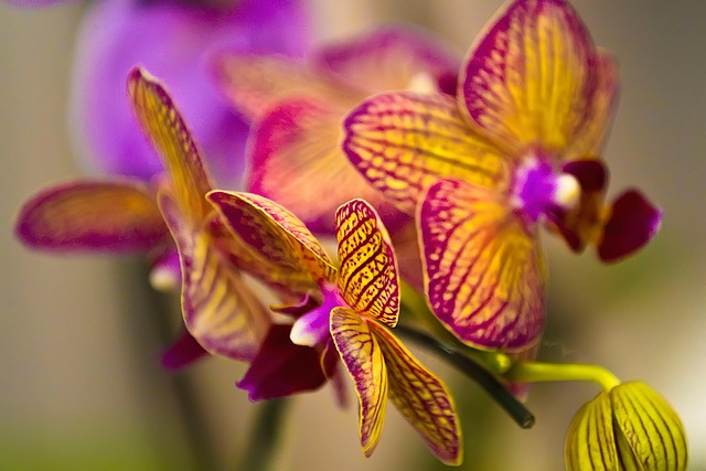 Bunga Anggrek Kelopak Taman - Foto gratis di Pixabay - Pixabay