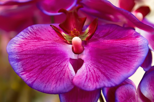 Anggrek Bunga Kelopak Taman - Foto gratis di Pixabay - Pixabay