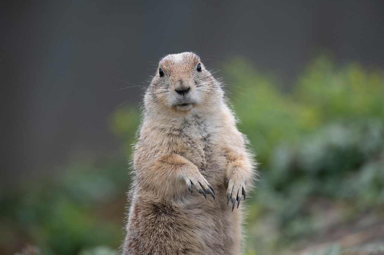40,000+ Free Mexican Prairie Dog & Prairie Dog Photos - Pixabay