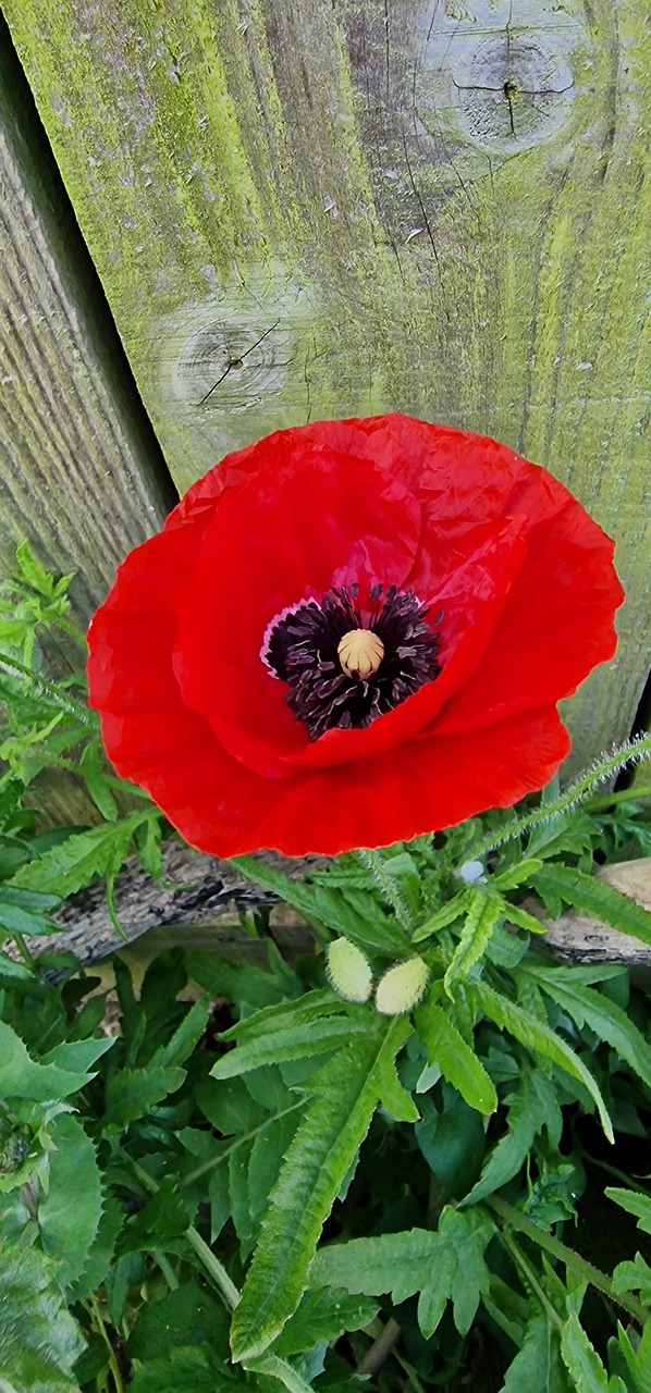 Bunga Poppy Pagar Kayu Alam - Foto gratis di Pixabay - Pixabay