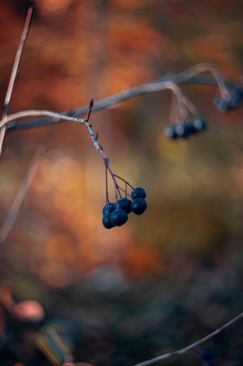 2+ Free 늑대는 열매 & Wolf Berries Images - Pixabay