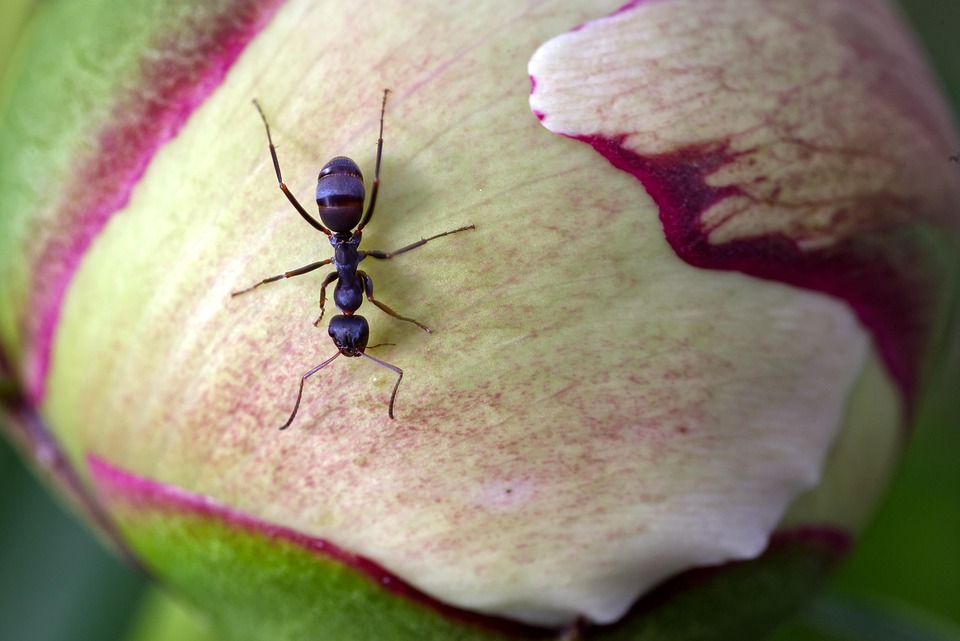 Insecte Fourmi Entomologie - Photo gratuite sur Pixabay - Pixabay