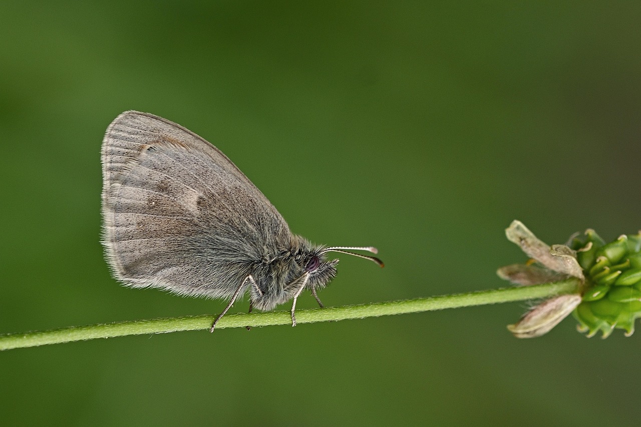 Little Meadow Bird Butterfly - Free photo on Pixabay - Pixabay