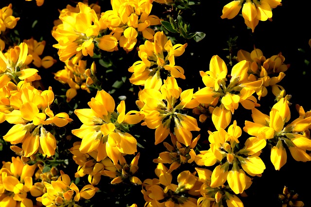 Flowers Botany Petals - Free photo on Pixabay