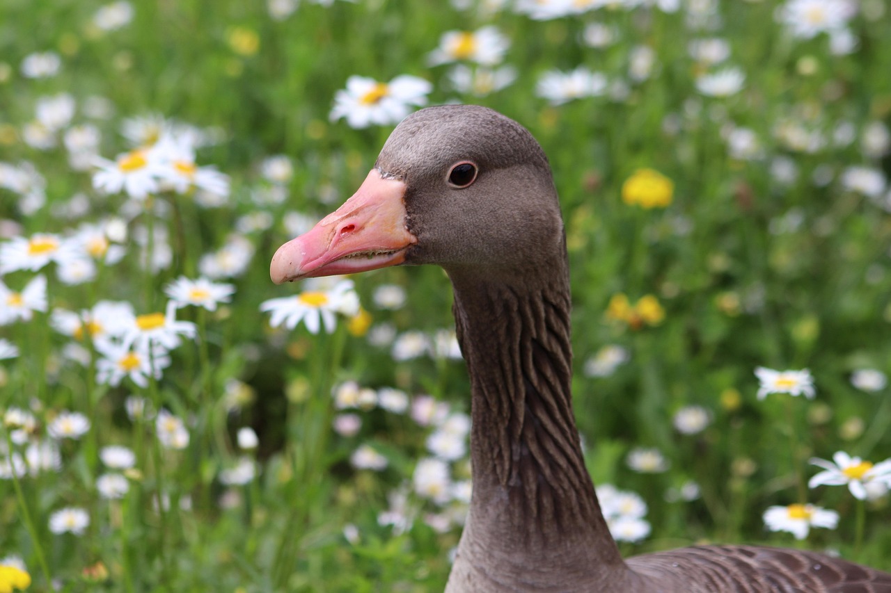 Graugans Gans Vogel - Kostenloses Foto auf Pixabay - Pixabay