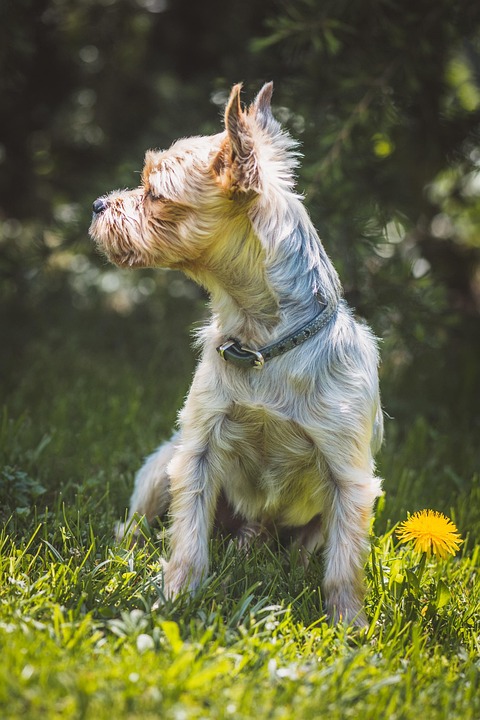 Yorkshire Terrier Dog Pet - Free photo on Pixabay