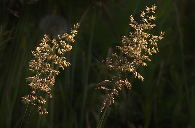 Gras Natur Pflanzen - Kostenloses Foto auf Pixabay - Pixabay