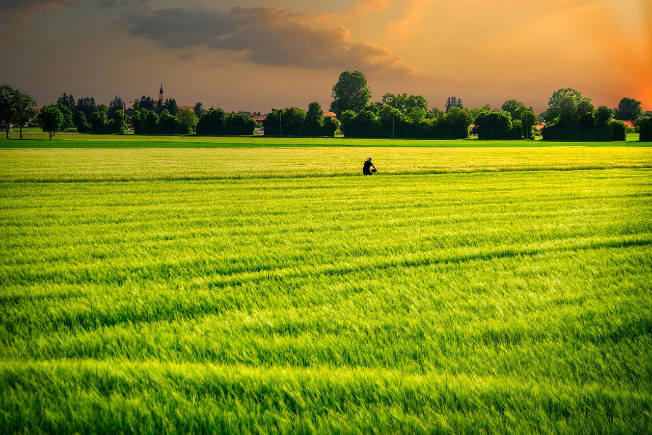 Cereal Cultivation Grain Field - Free photo on Pixabay