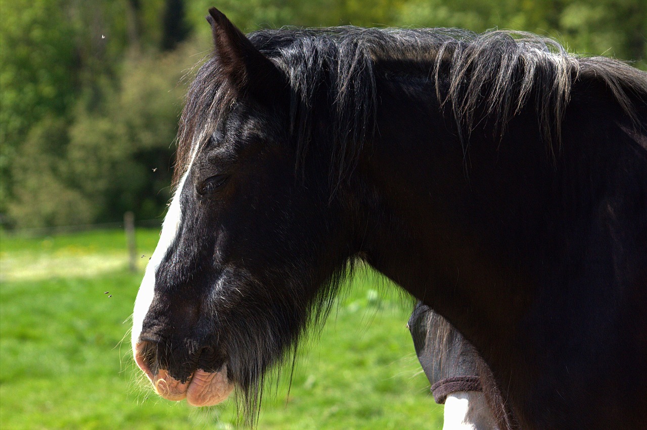 Animal Caballo Mamífero - Foto gratis en Pixabay