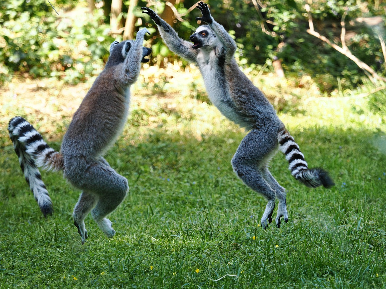 Lemurs Primates Animals - Free photo on Pixabay