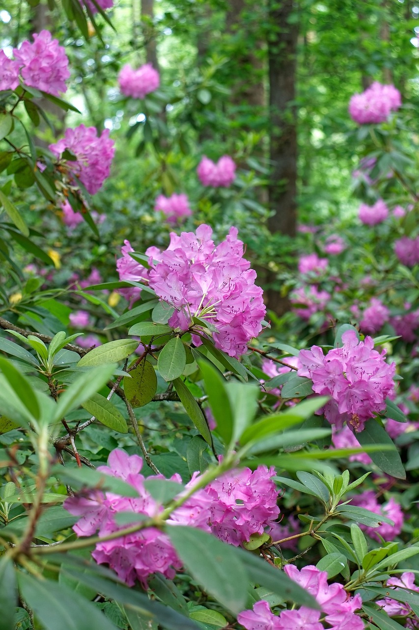 Rhododendron Parc Fleurs - Photo gratuite sur Pixabay - Pixabay