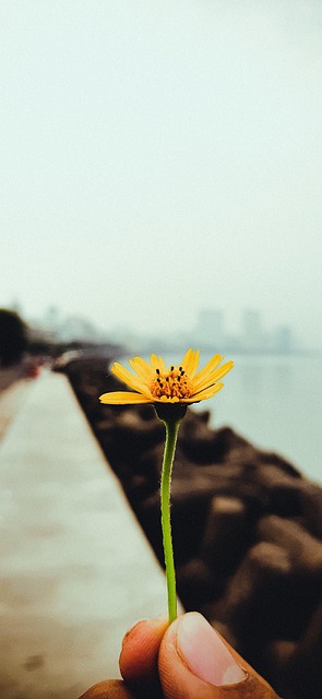 Bunga Laut Kota - Foto gratis di Pixabay - Pixabay