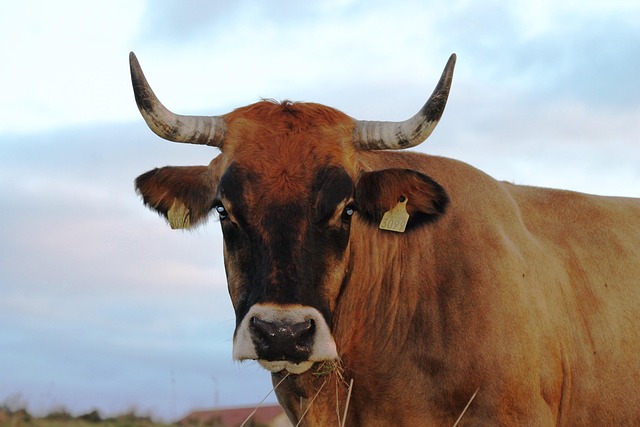 Animal Vaca Ganado - Foto gratis en Pixabay - Pixabay