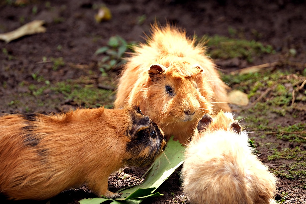 Animal Cochons D'Inde Mammifère - Photo gratuite sur Pixabay - Pixabay