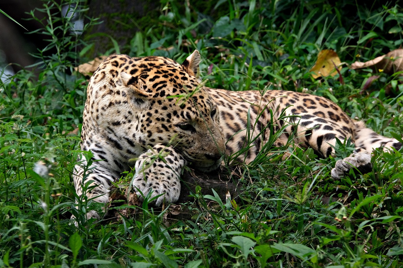 Animal Mamífero Leopardo - Foto gratis en Pixabay - Pixabay