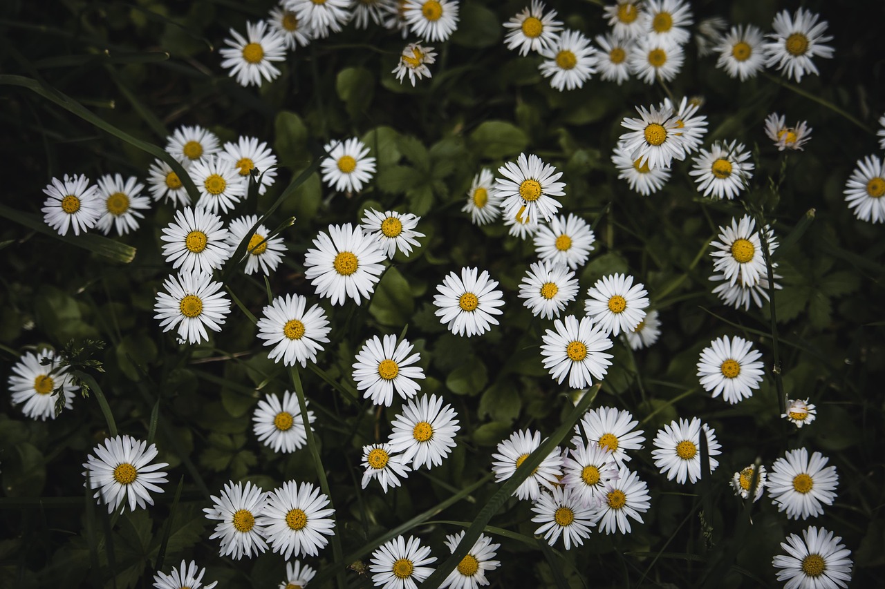 Flowers White Daisies - Free photo on Pixabay - Pixabay