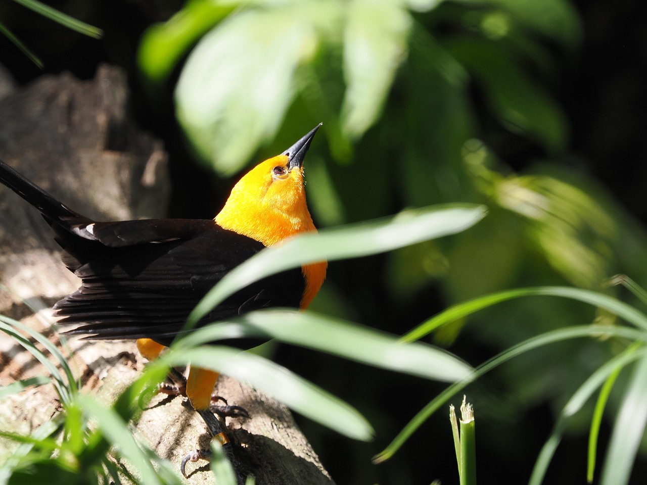 Bird Seating Feather - Free photo on Pixabay