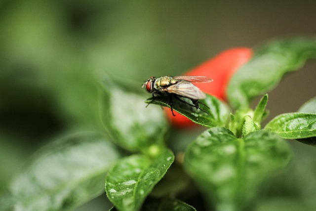 Inseto Voe Entomologia - Foto gratuita no Pixabay - Pixabay