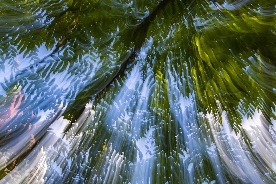 Leaves Trees Effect - Free photo on Pixabay