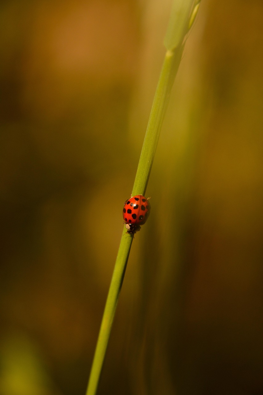 Ladybug Points Creature - Free photo on Pixabay