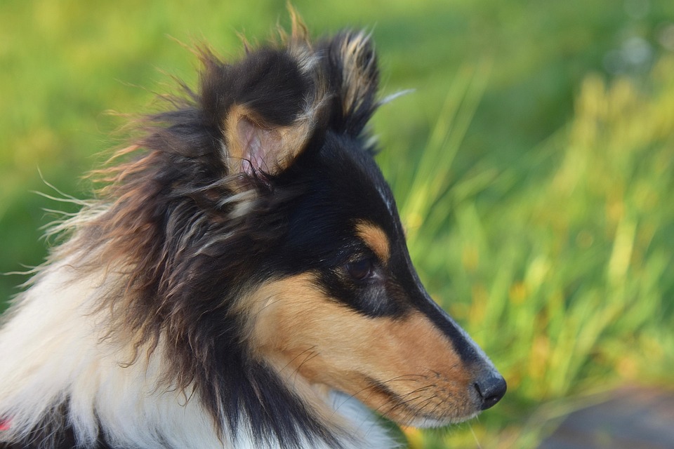 Anjing Moncong Ramping - Foto gratis di Pixabay