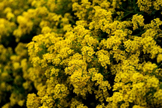 Bunga-Bunga Kuning Semak-Semak - Foto gratis di Pixabay - Pixabay