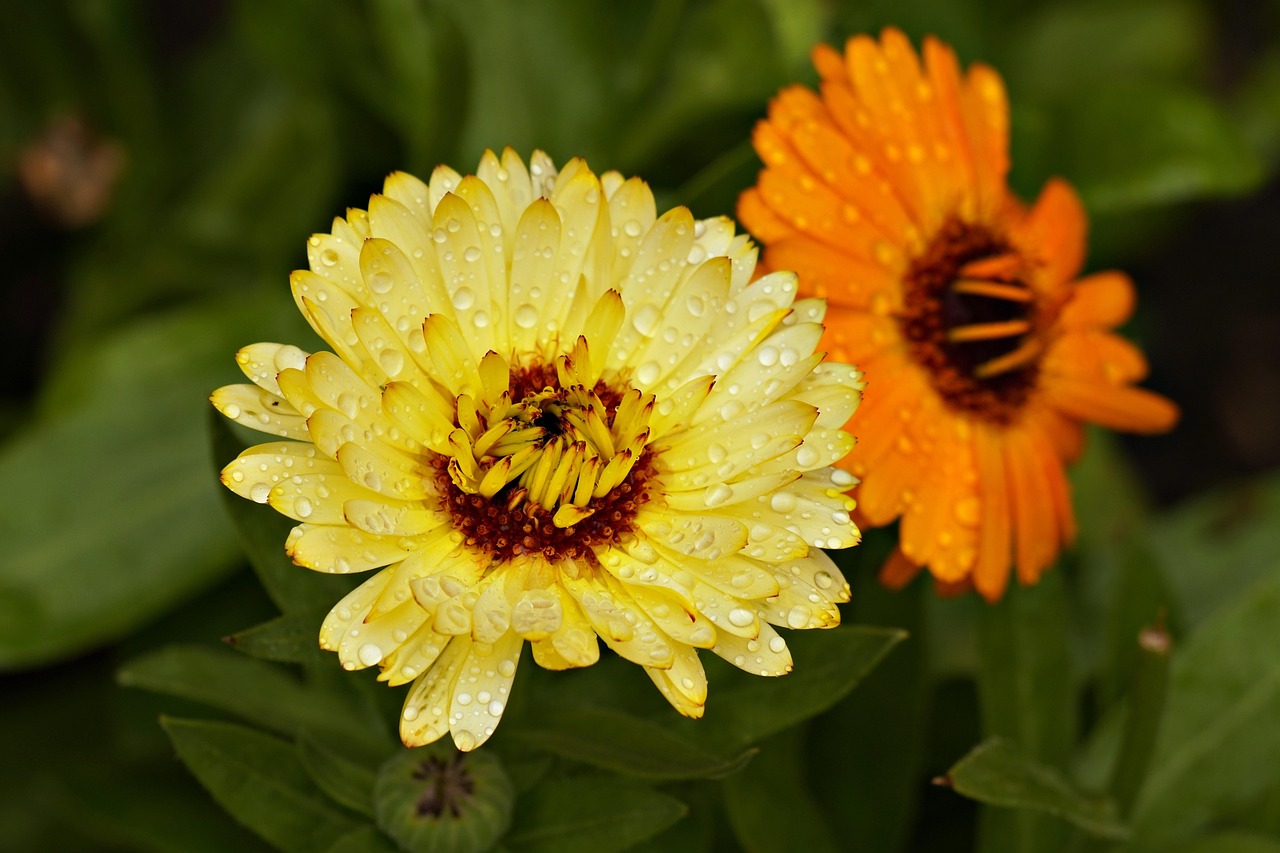 Fleur Flore Nature - Photo gratuite sur Pixabay - Pixabay