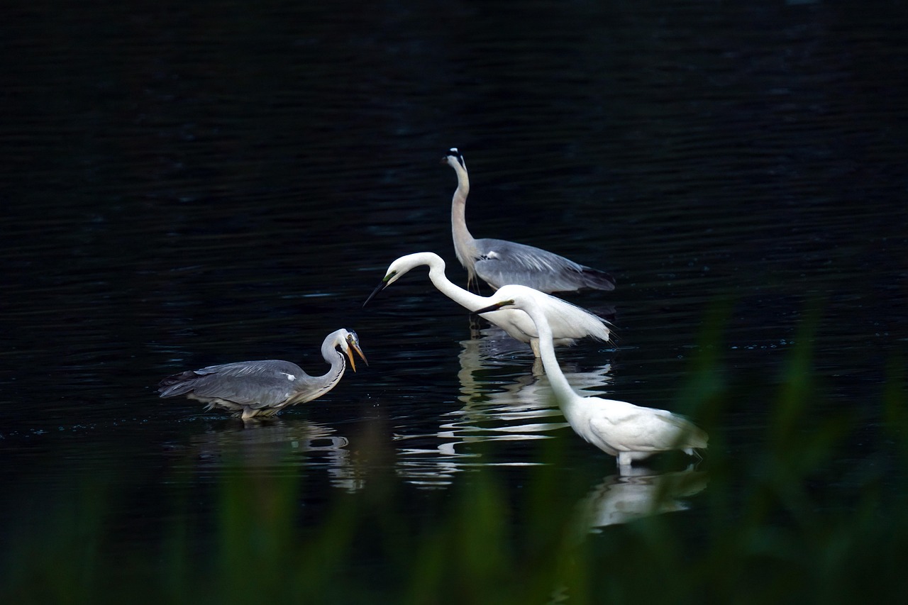 Common Heron Birds Animals - Free photo on Pixabay - Pixabay