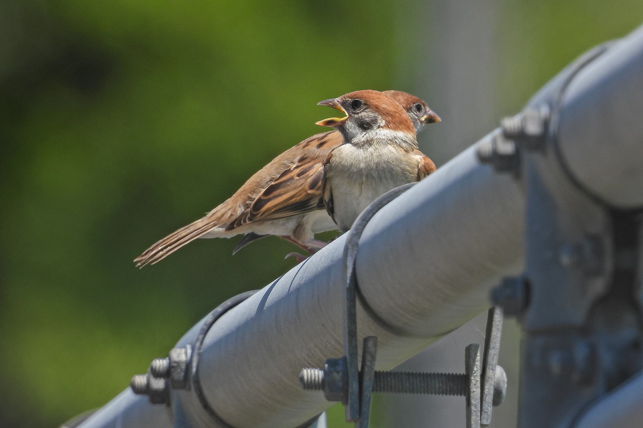 1,000+ Free Perched Sparrow & Sparrow Images - Pixabay