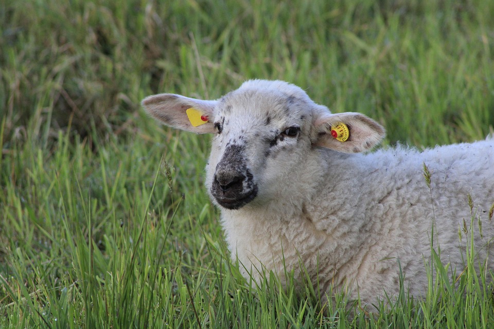 Lamb Sheep Spring - Free photo on Pixabay