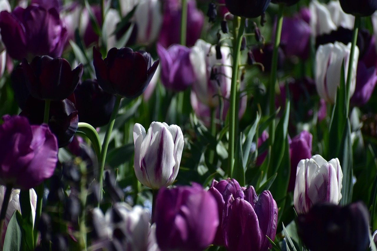Tulpen Blumen Feld - Kostenloses Foto auf Pixabay - Pixabay