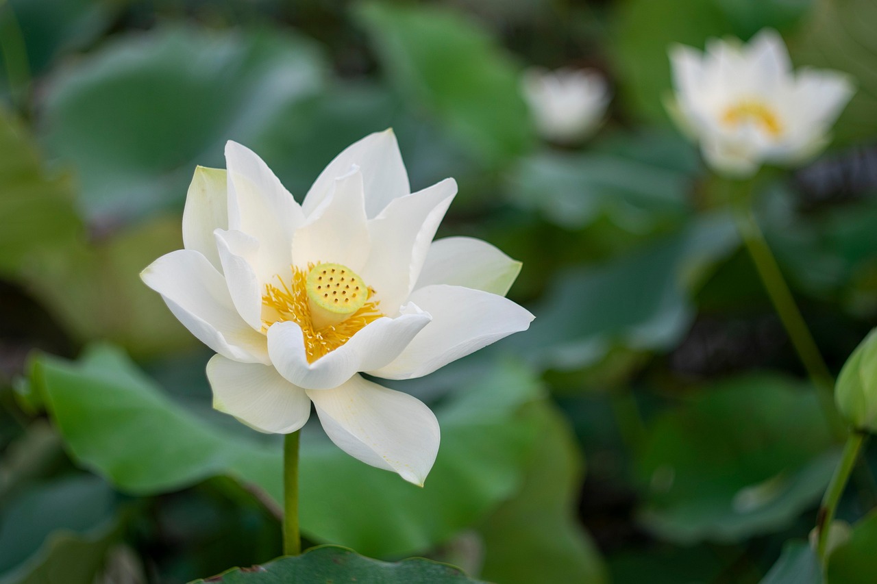 Lotus Flower White - Free photo on Pixabay - Pixabay