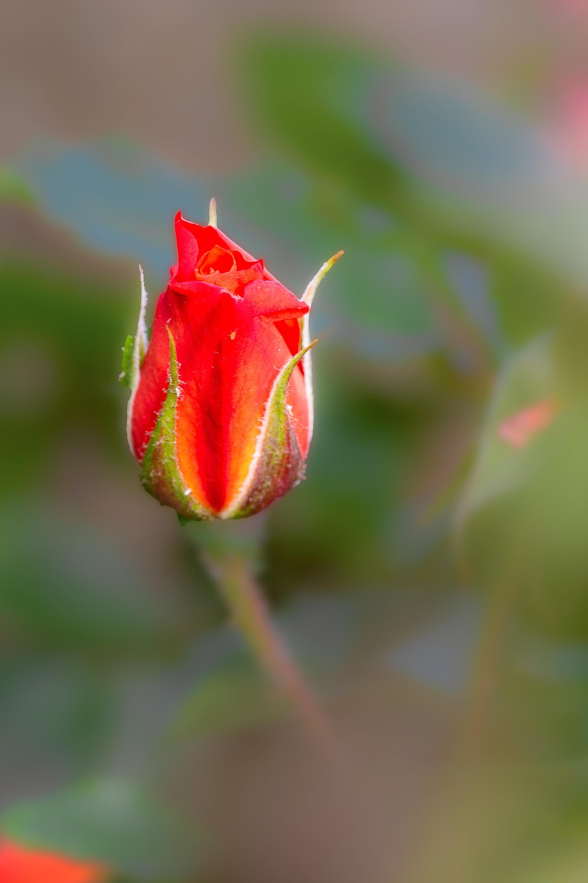 La Nature En Plein Air Plante - Photo gratuite sur Pixabay - Pixabay