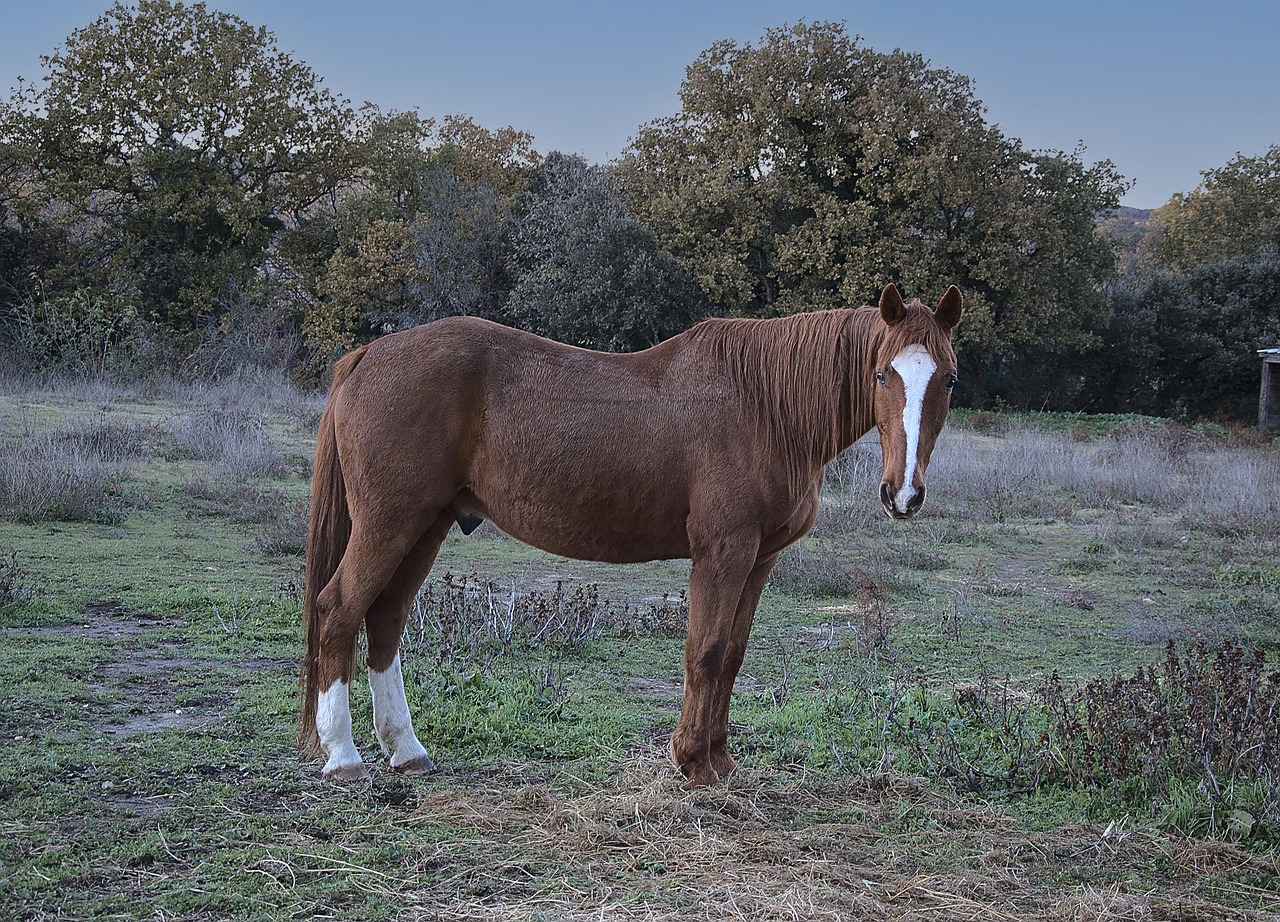 Animal Cavalo Equino - Foto gratuita no Pixabay - Pixabay