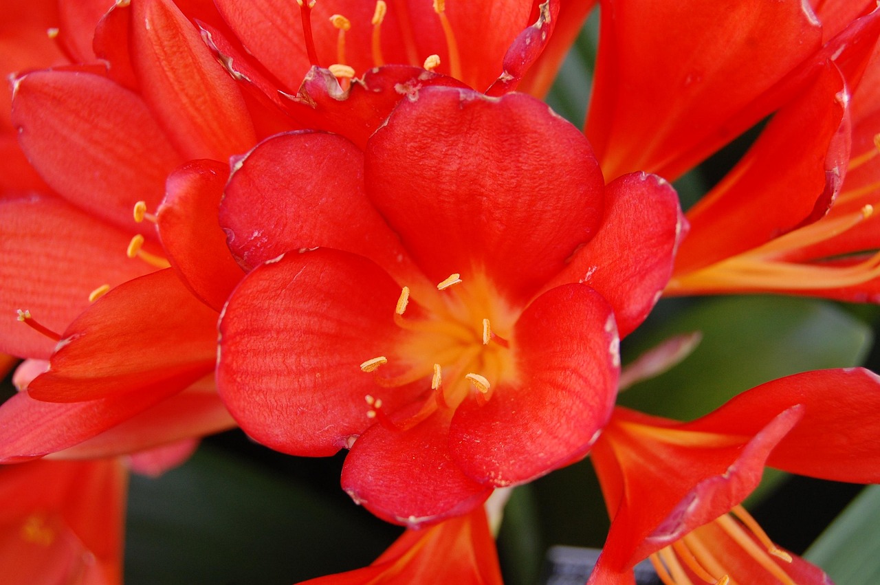 Leuchtend Rote Blüten Blüte Blumen - Kostenloses Foto auf Pixabay - Pixabay