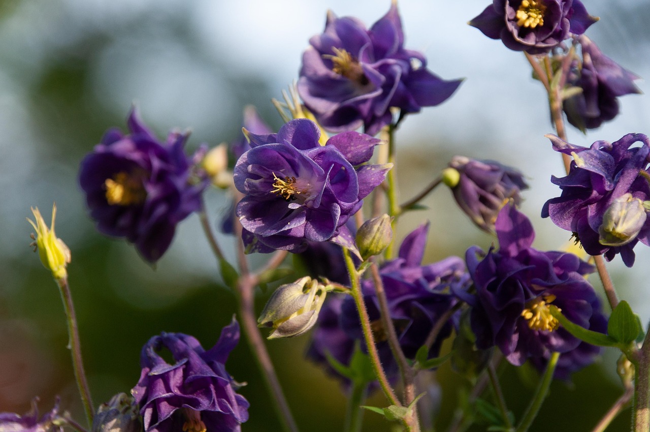 Ancolie Alpine Fleurs Plantes - Photo gratuite sur Pixabay - Pixabay
