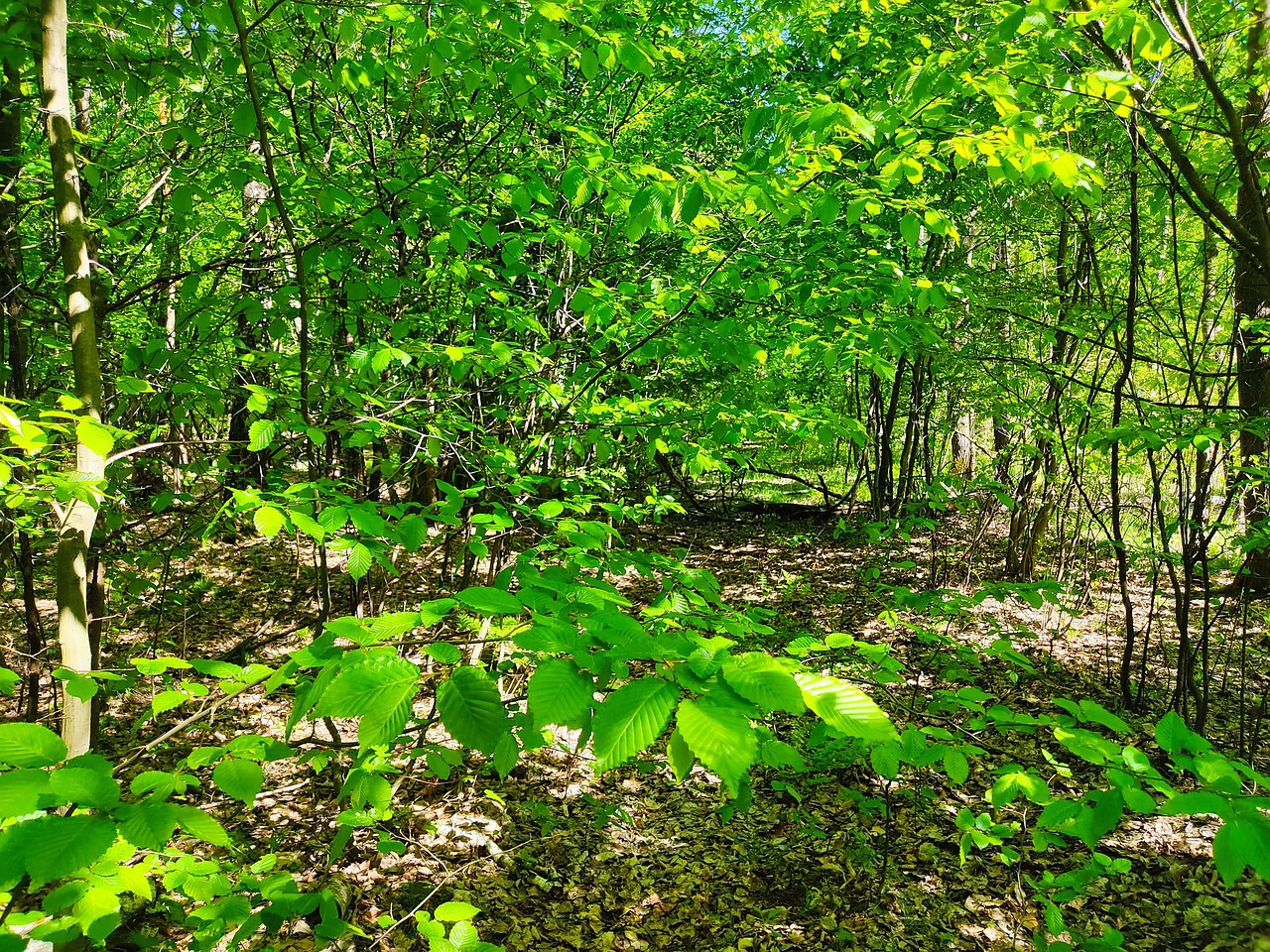 Floresta Natureza Primavera - Foto gratuita no Pixabay - Pixabay