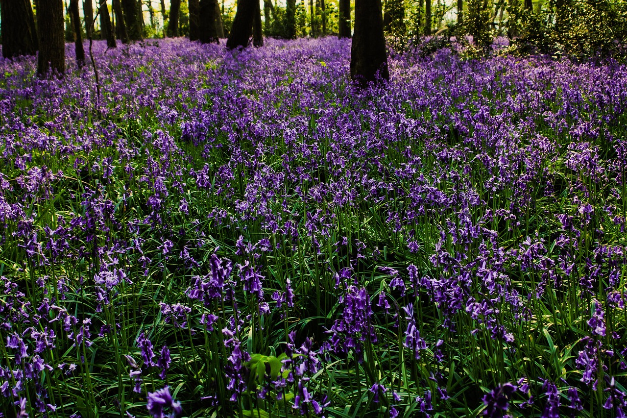 Jacinthes Des Bois Les Nature - Photo gratuite sur Pixabay - Pixabay