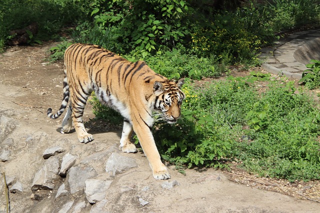Animal Tiger Mammal - Free photo on Pixabay
