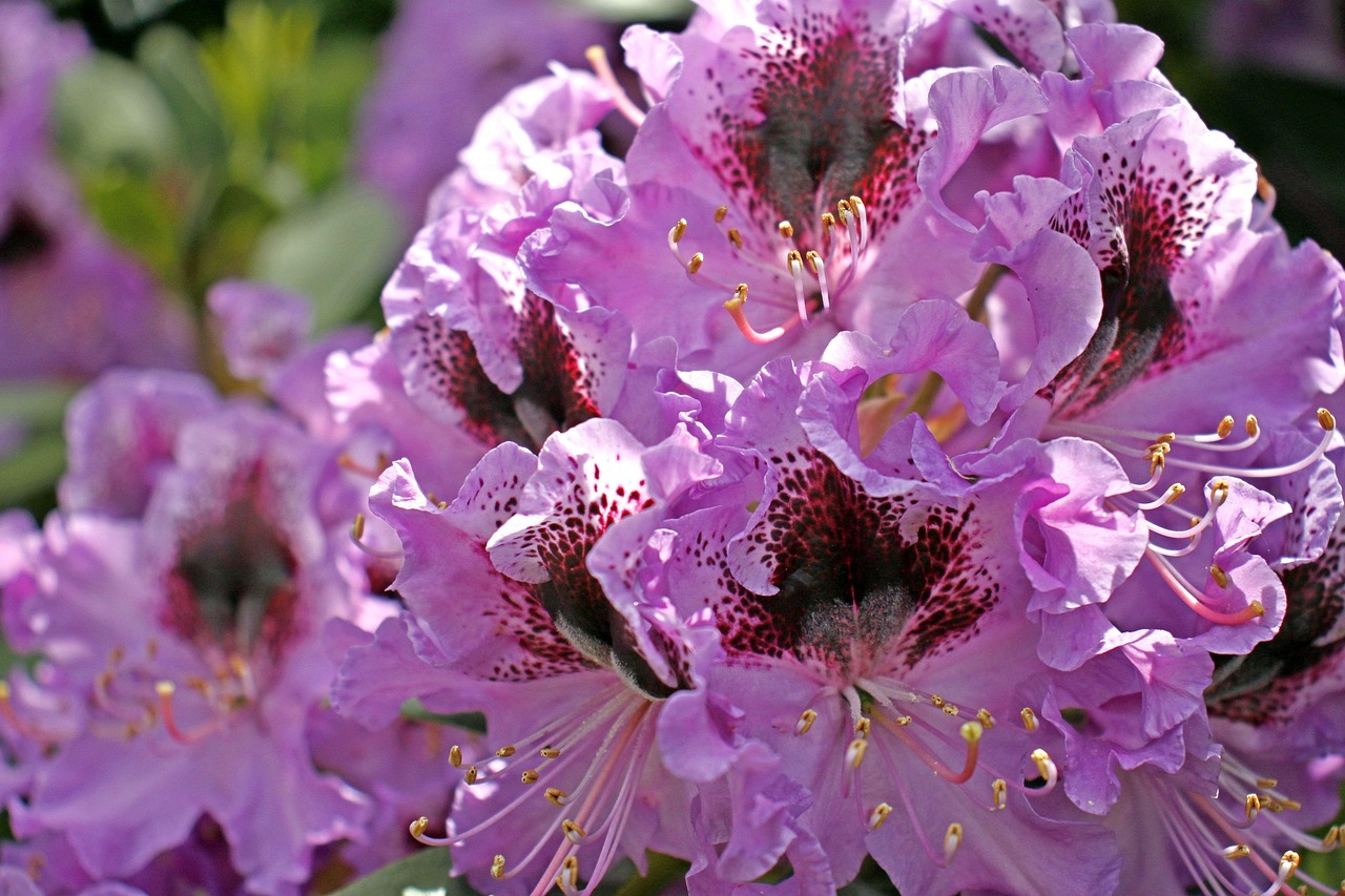 Rhododendron Flower - Free photo on Pixabay