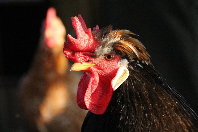 Oiseau Poulet La Volaille - Photo gratuite sur Pixabay - Pixabay