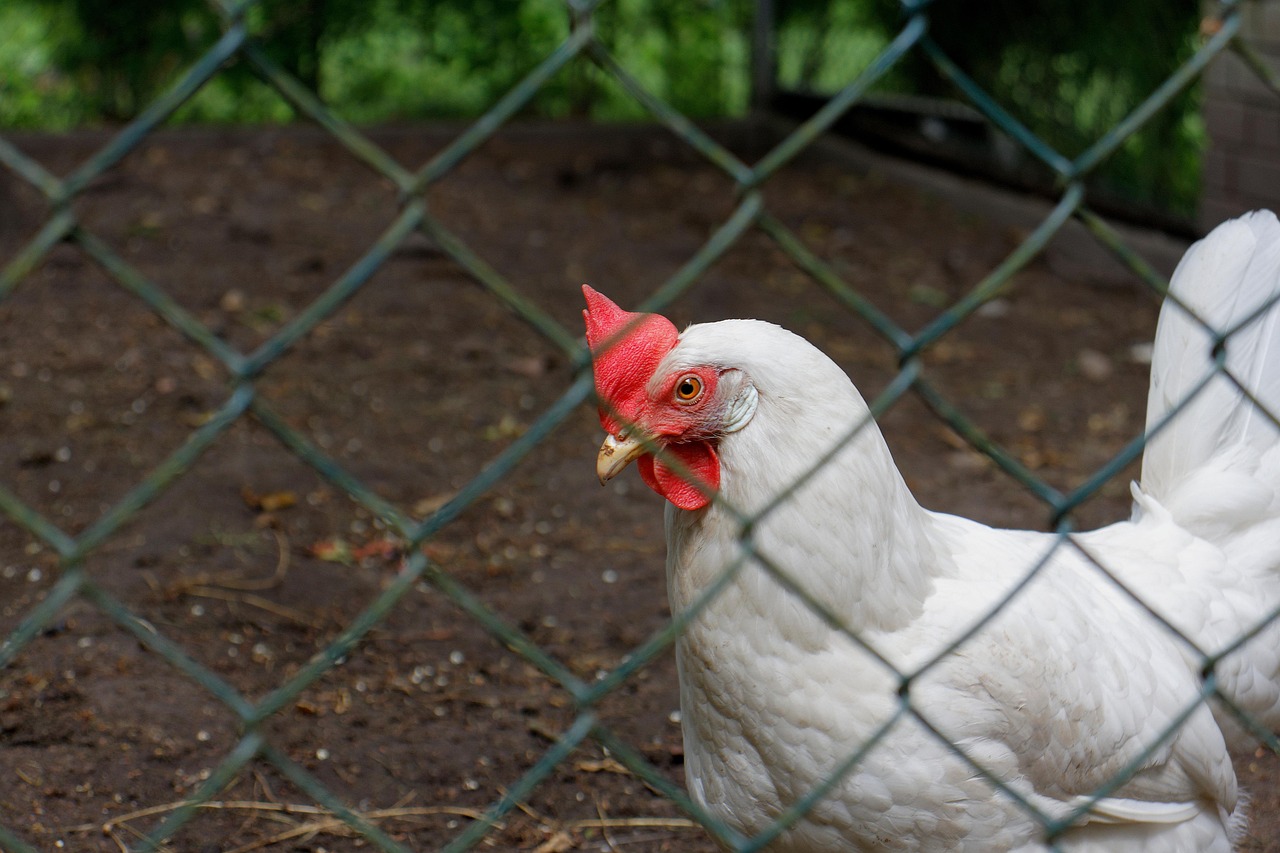 Bird Ornithology Chicken - Free photo on Pixabay