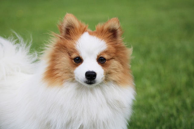 Dog Pet Canine - Free photo on Pixabay - Pixabay