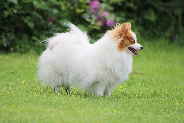 Dog Pet Canine - Free photo on Pixabay